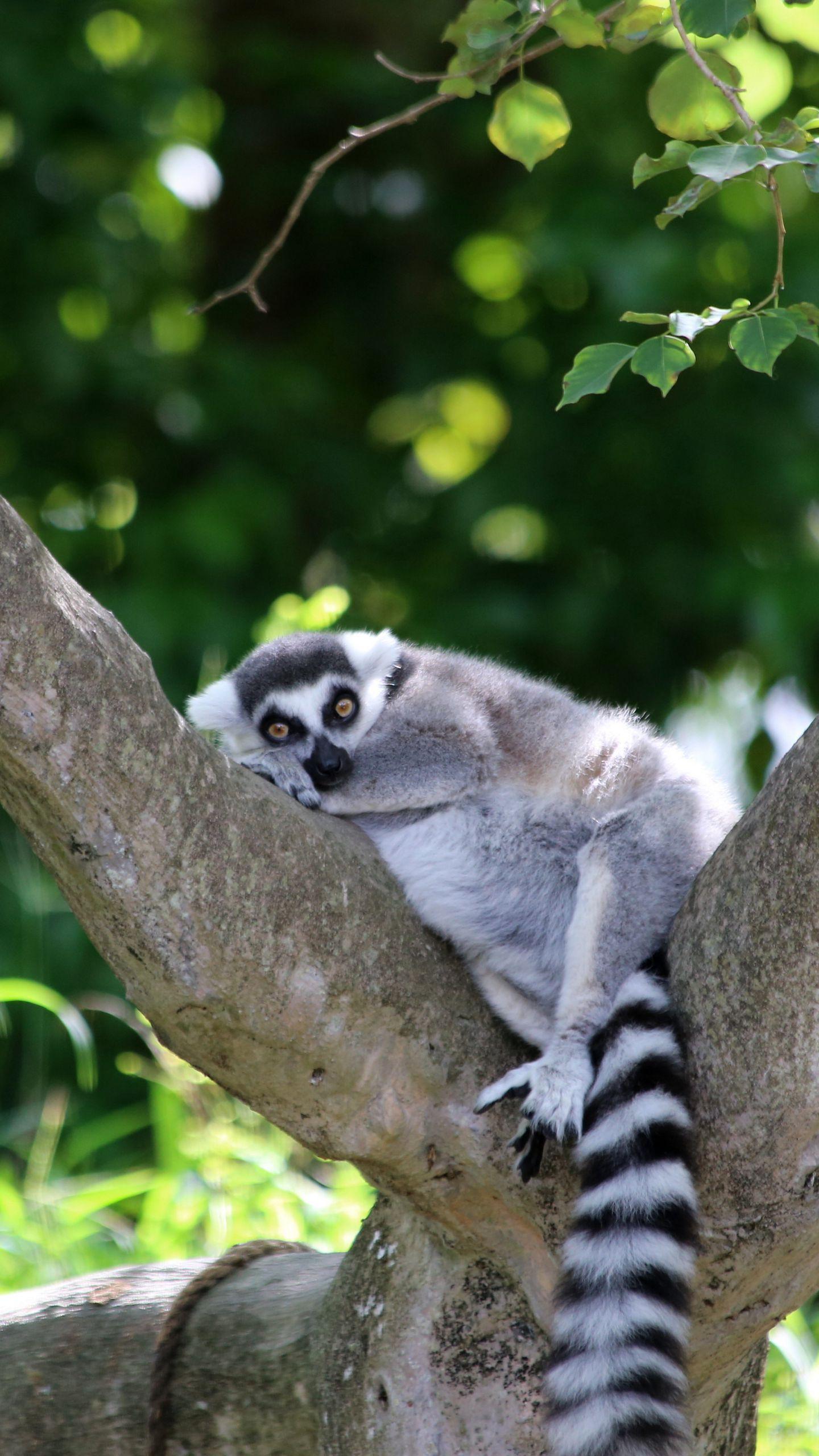 Cute Lemur Wallpapers - Top Free Cute Lemur Backgrounds - WallpaperAccess