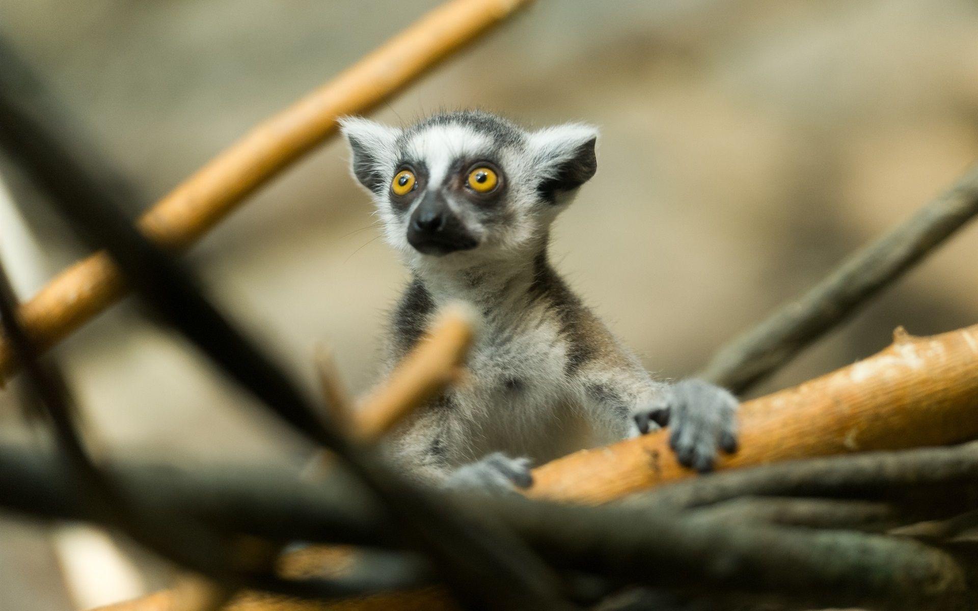Cute Lemur Wallpapers - Top Free Cute Lemur Backgrounds - WallpaperAccess