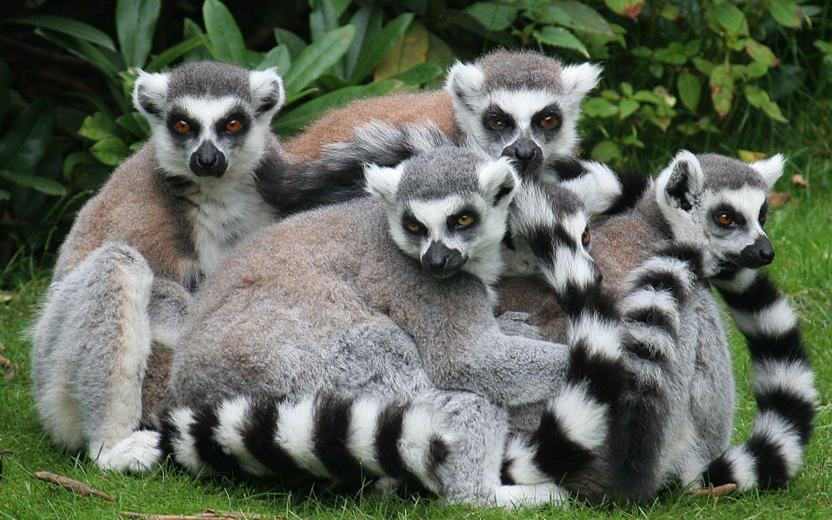 Cute Lemur Wallpapers - Top Free Cute Lemur Backgrounds - WallpaperAccess