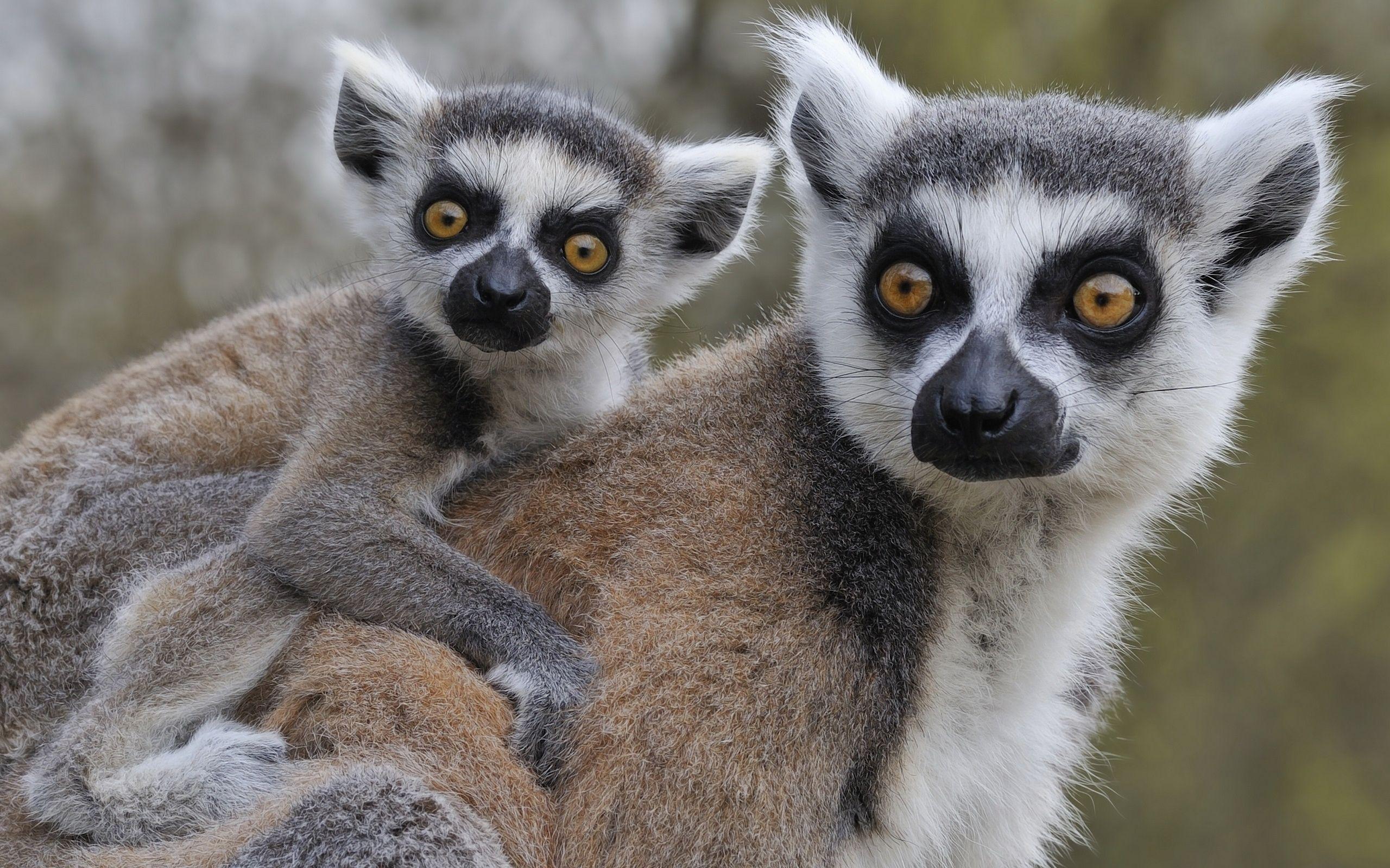 Cute Lemur Wallpapers - Top Free Cute Lemur Backgrounds - WallpaperAccess