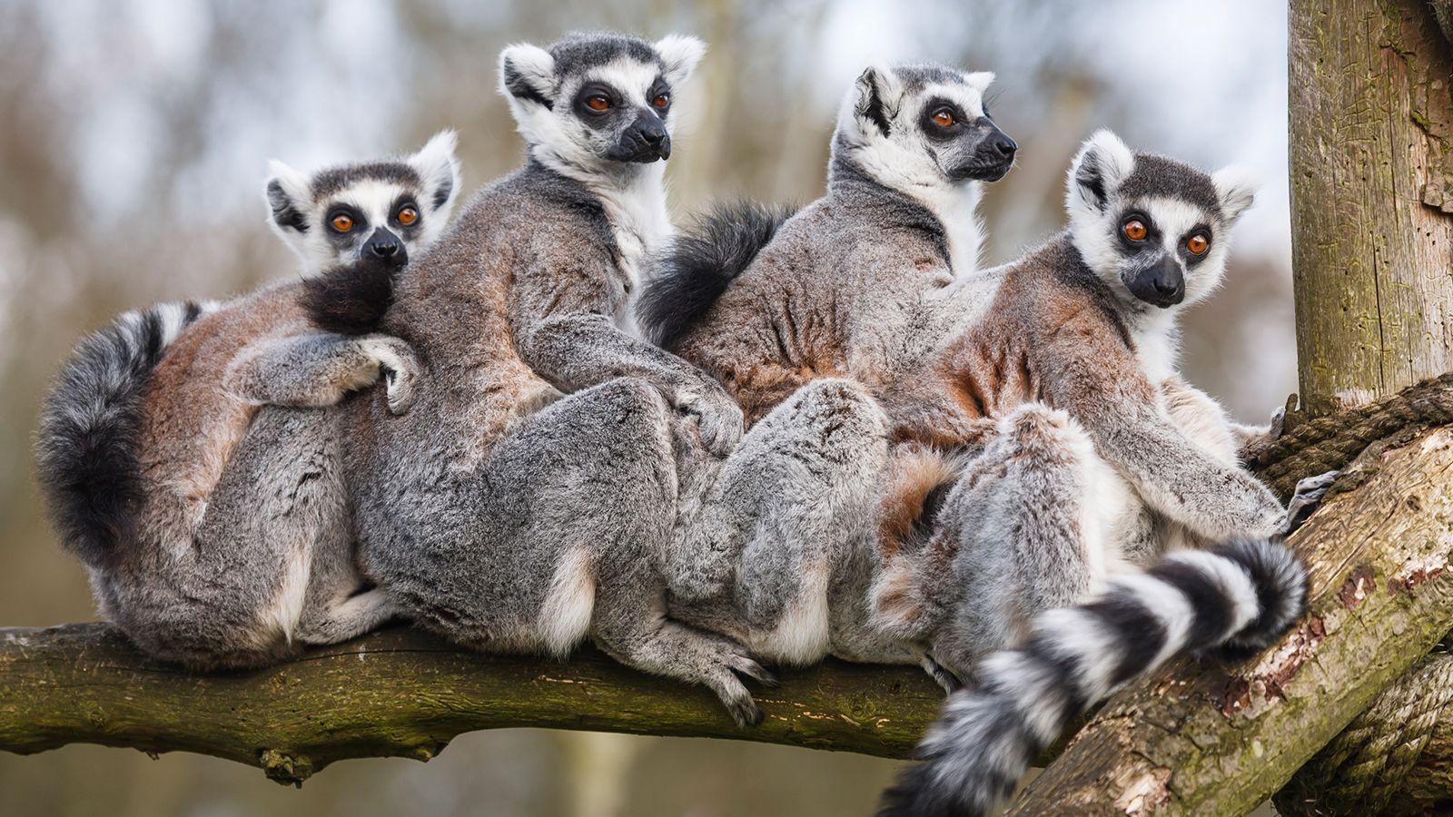 Cute Lemur Wallpapers - Top Free Cute Lemur Backgrounds - WallpaperAccess