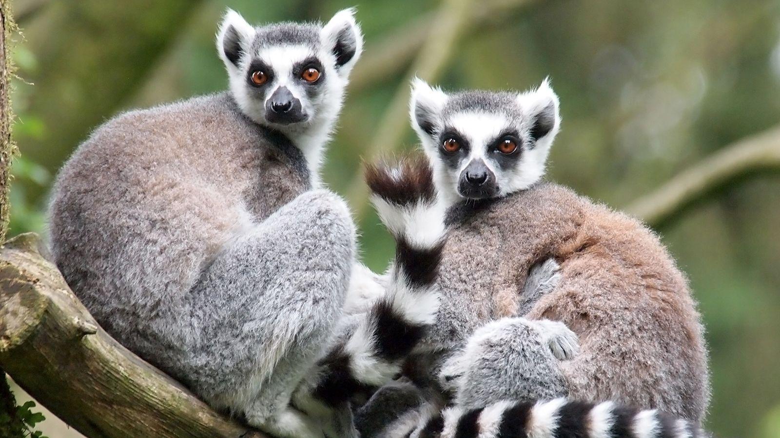 Cute Lemur Wallpapers - Top Free Cute Lemur Backgrounds - WallpaperAccess