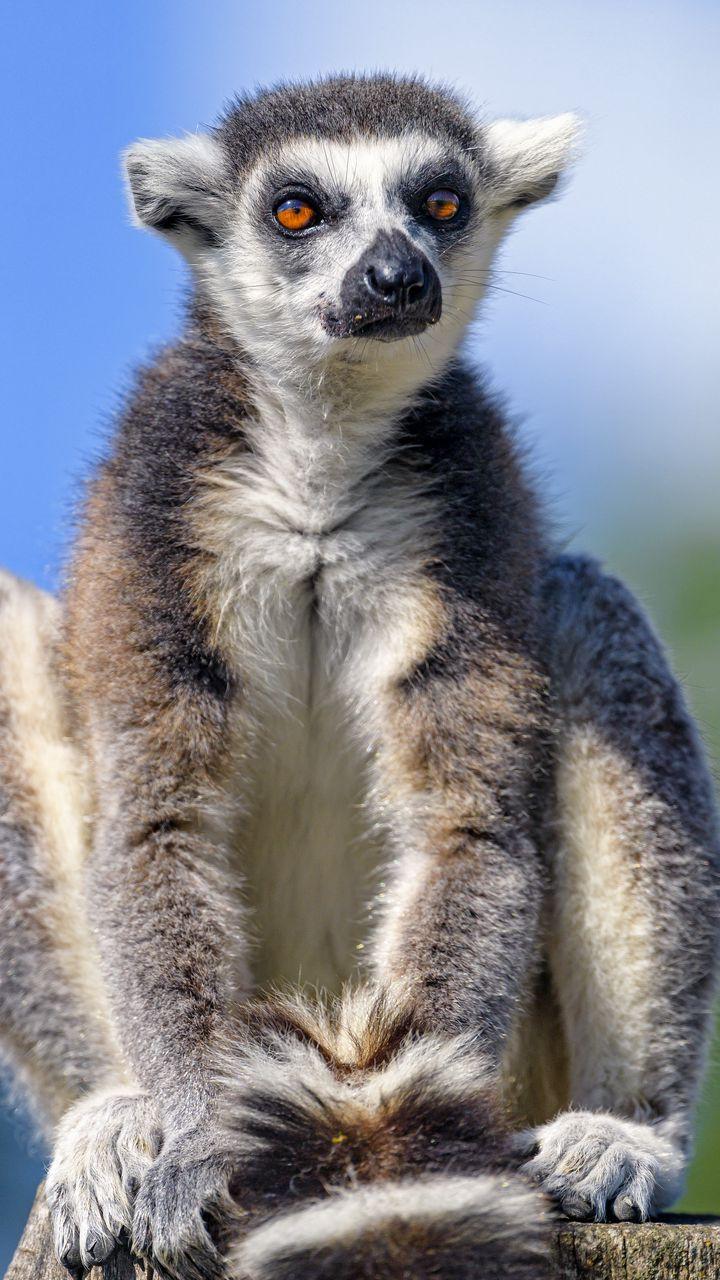 Cute Lemur Wallpapers - Top Free Cute Lemur Backgrounds - WallpaperAccess