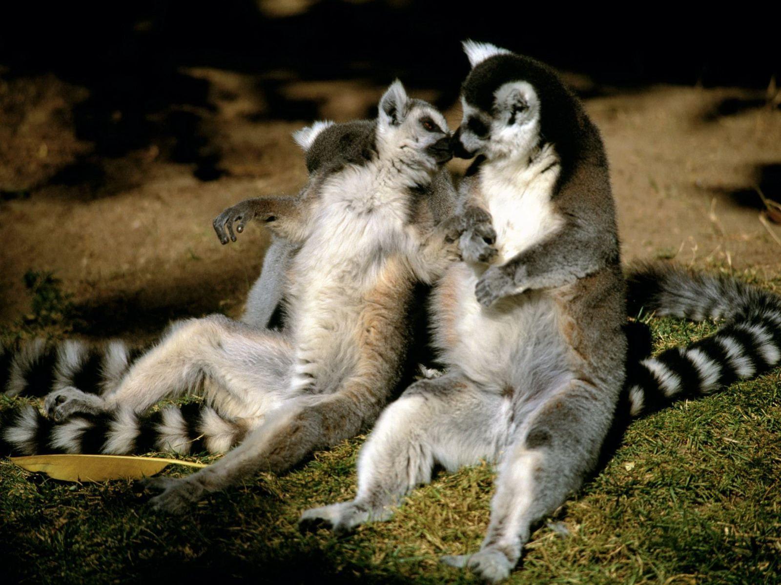 Cute Lemur Wallpapers - Top Free Cute Lemur Backgrounds - WallpaperAccess
