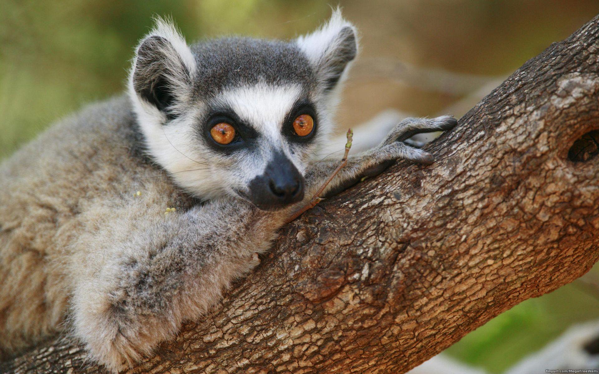 Cute Lemur Wallpapers - Top Free Cute Lemur Backgrounds - WallpaperAccess