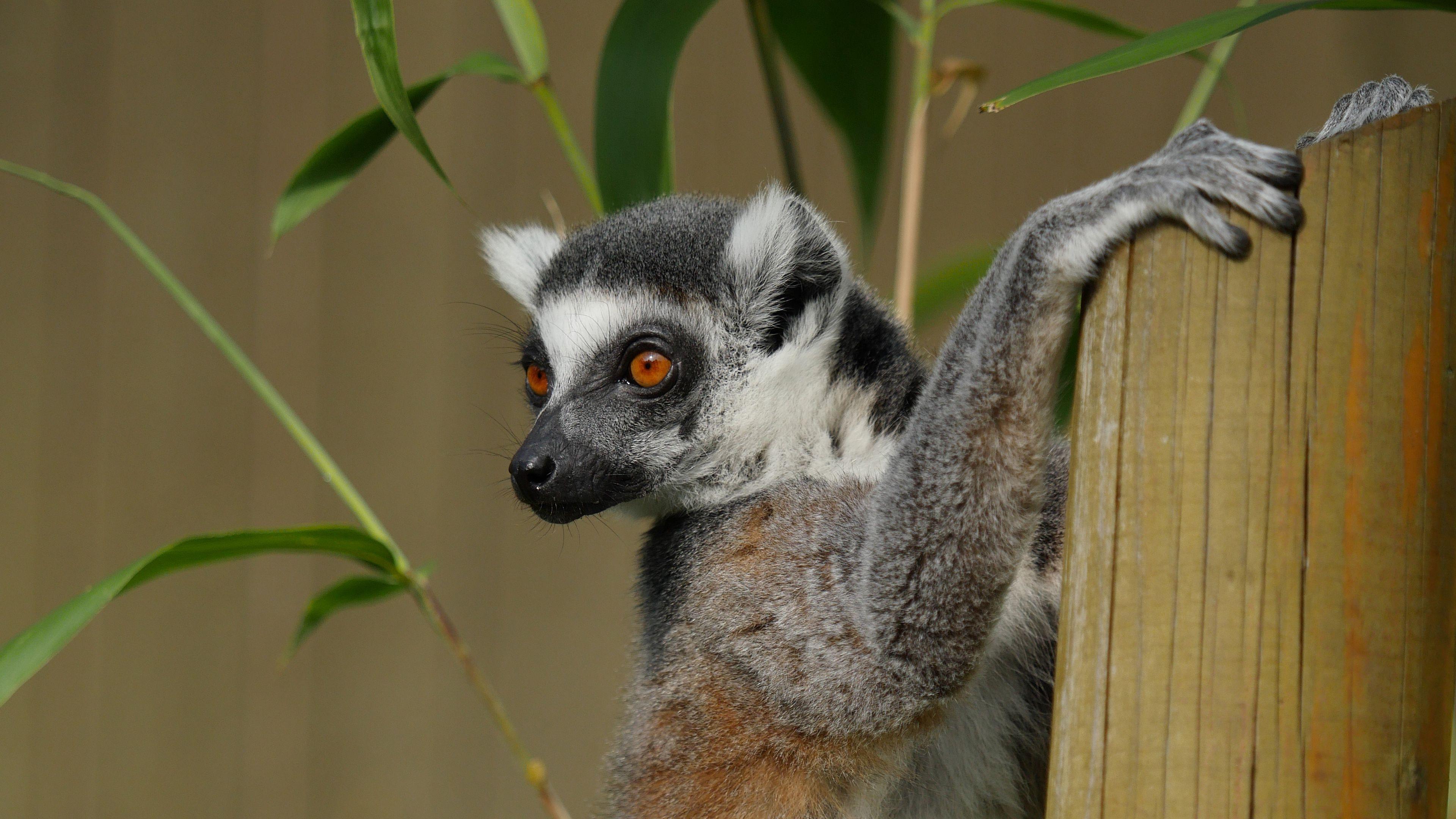 Cute Lemur Wallpapers - Top Free Cute Lemur Backgrounds - WallpaperAccess