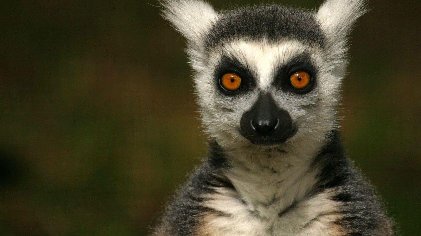 Cute Lemur Wallpapers - Top Free Cute Lemur Backgrounds - WallpaperAccess