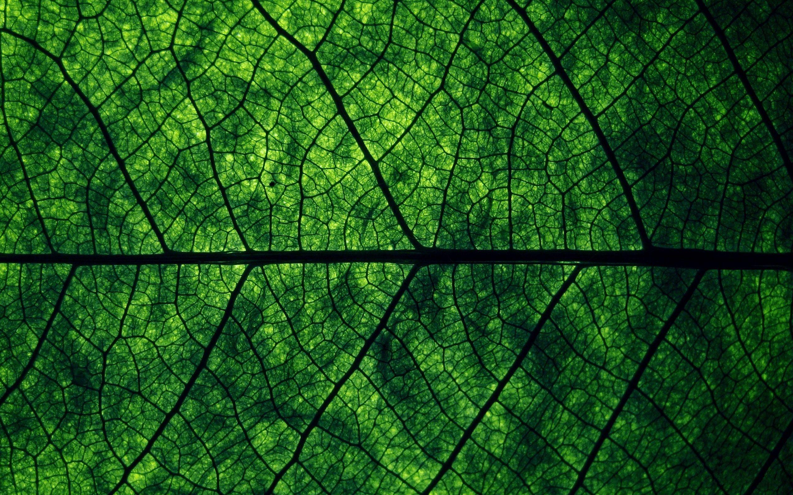 Dark Green Nature Wallpapers - Top Free Dark Green Nature Backgrounds ...