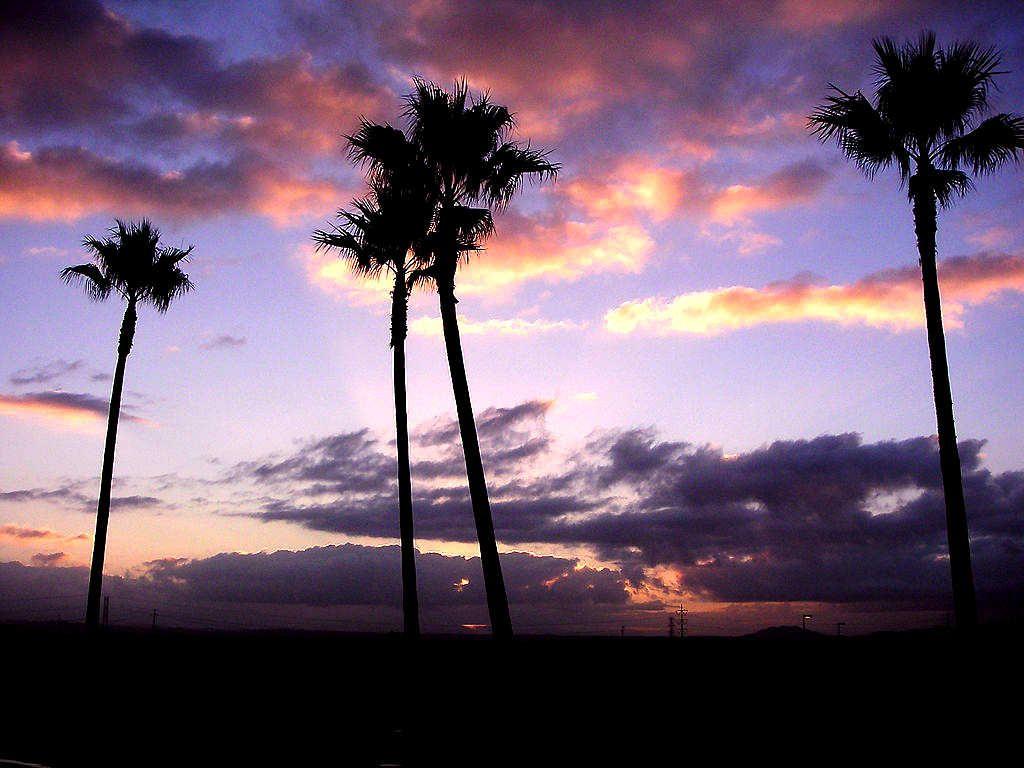 Tumblr Palm Trees Desktop Wallpapers - Top Free Tumblr Palm Trees ...