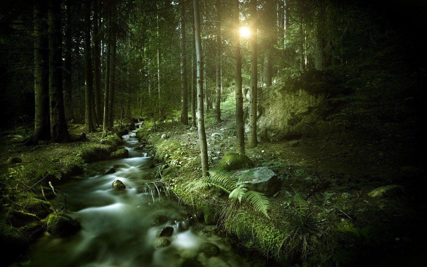 Dark Green Forest Wallpapers - Top Free Dark Green Forest Backgrounds ...