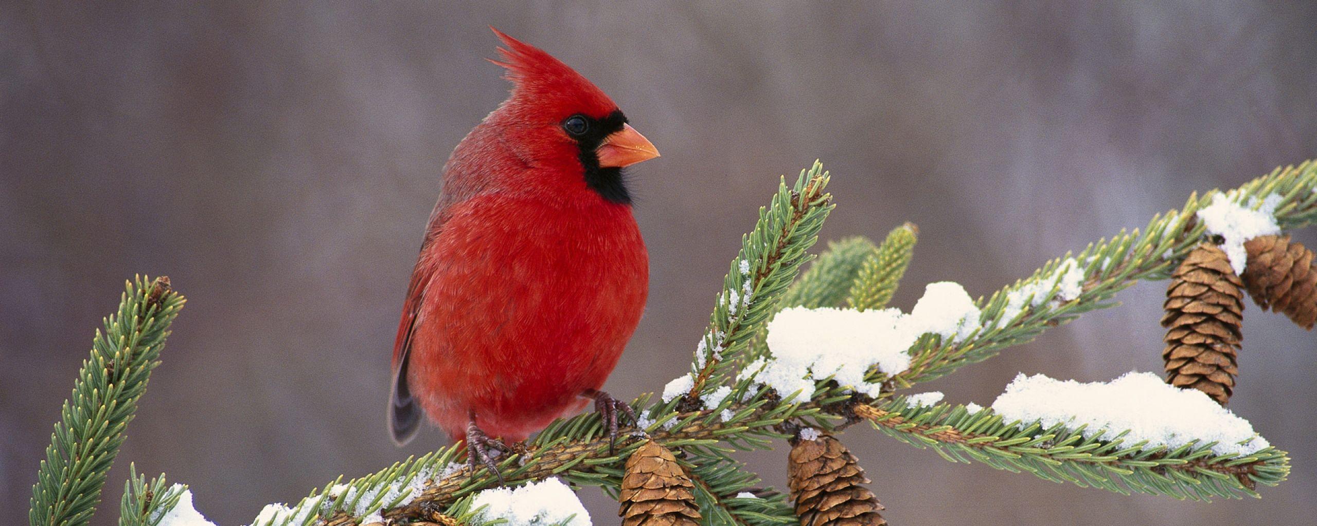 Cardinal Snow iPhone Wallpapers - Top Free Cardinal Snow iPhone ...