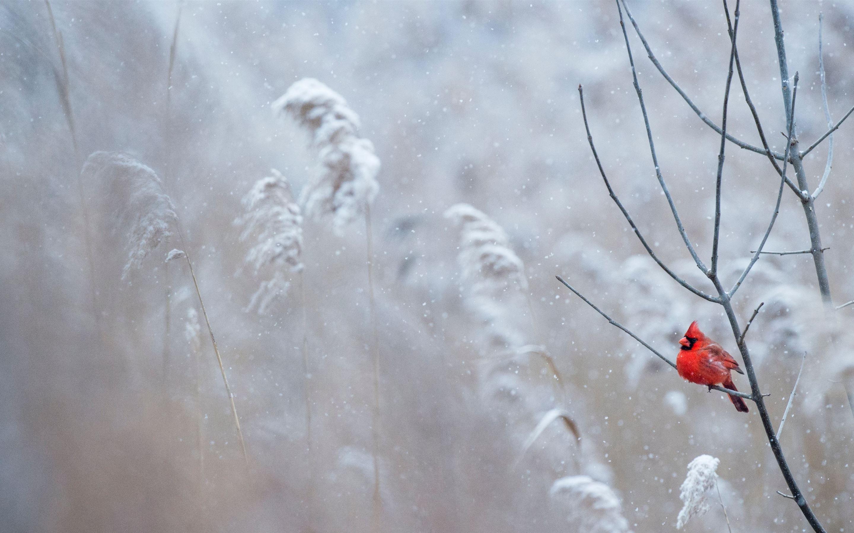Cardinal Snow iPhone Wallpapers - Top Free Cardinal Snow iPhone ...
