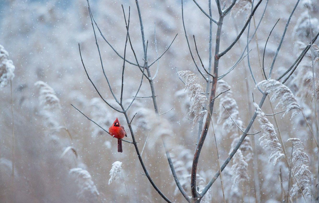 Cardinal Snow iPhone Wallpapers - Top Free Cardinal Snow iPhone ...