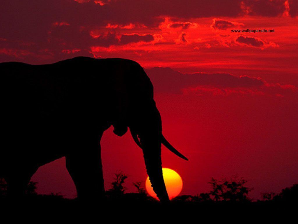 Elephant Sunset Wallpapers - Top Free Elephant Sunset Backgrounds ...