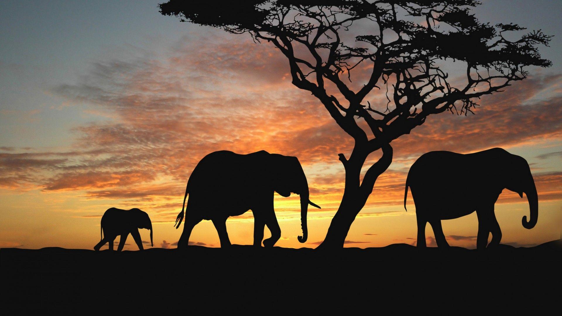 Elephant Sunset Wallpapers - Top Free Elephant Sunset Backgrounds ...