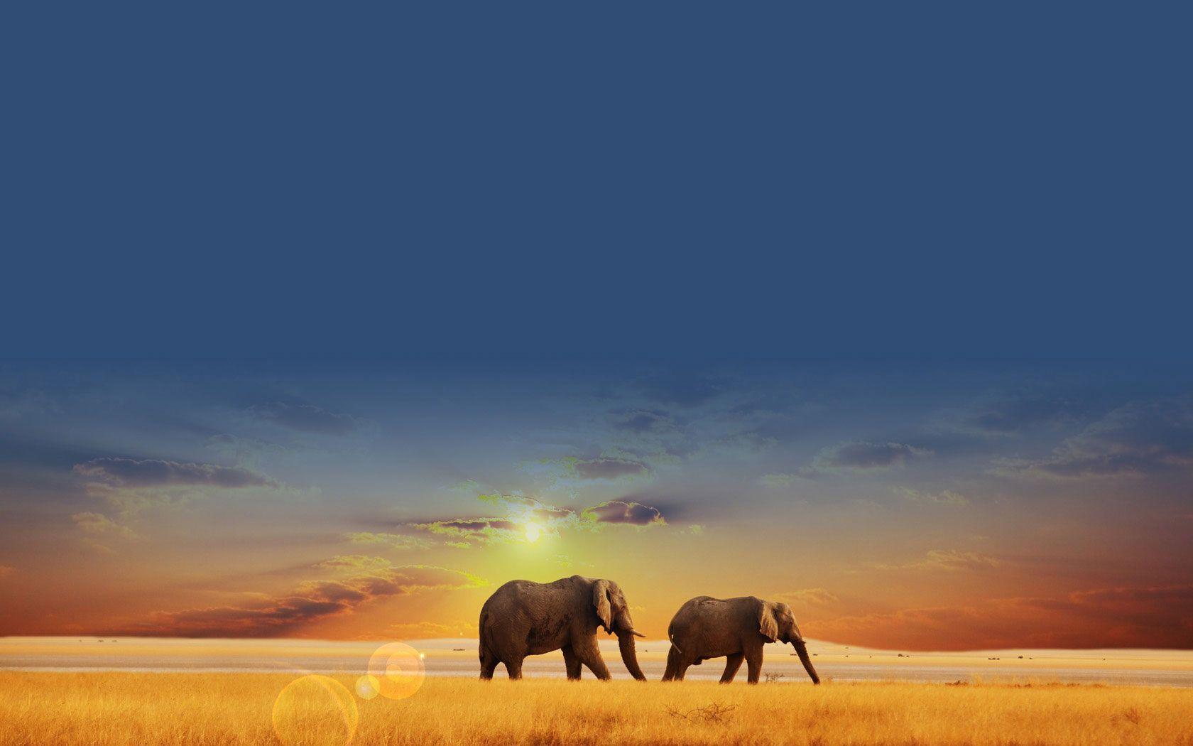 Elephant Sunset Wallpapers - Top Free Elephant Sunset Backgrounds ...