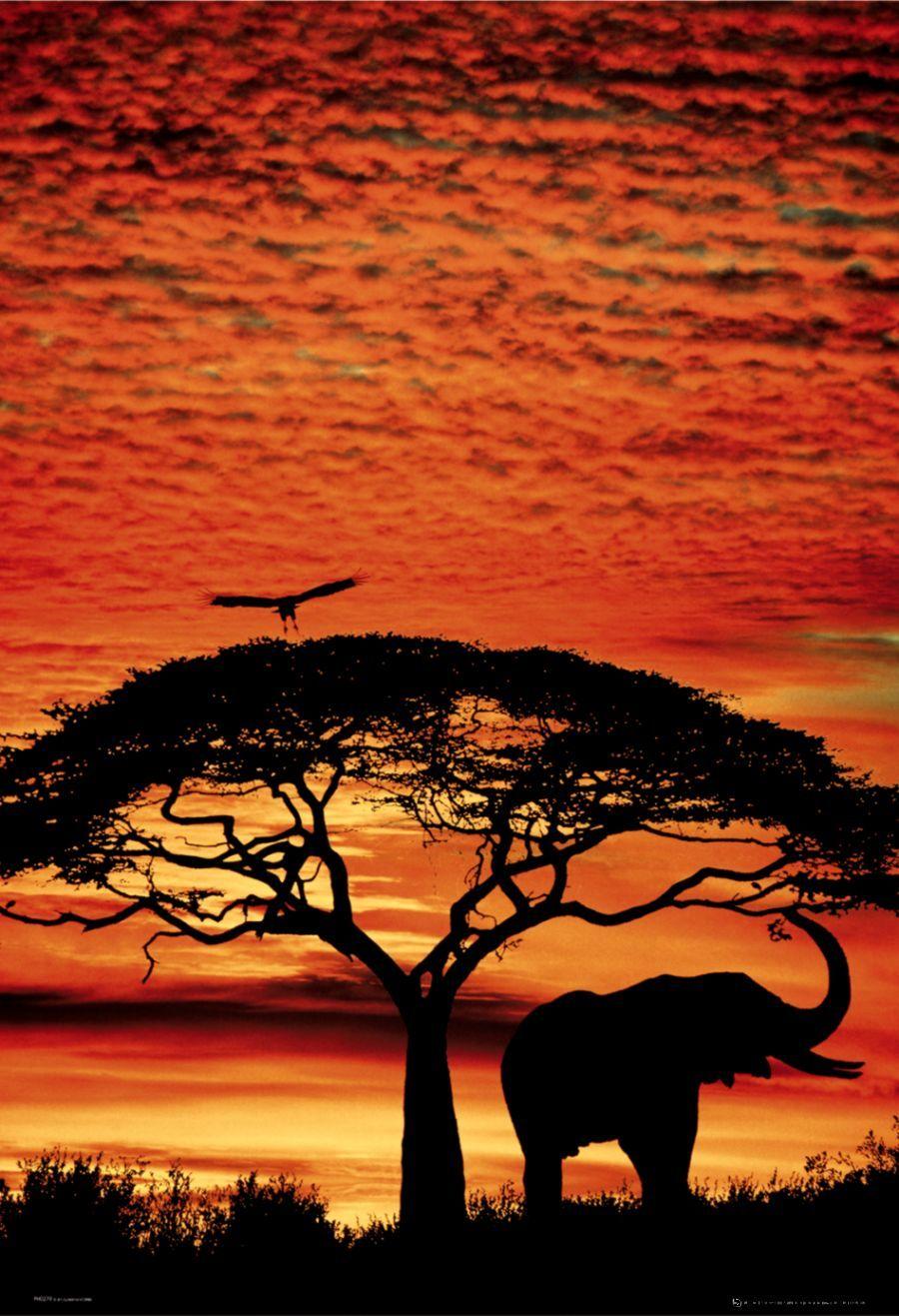 Elephant Sunset Wallpapers - Top Free Elephant Sunset Backgrounds ...