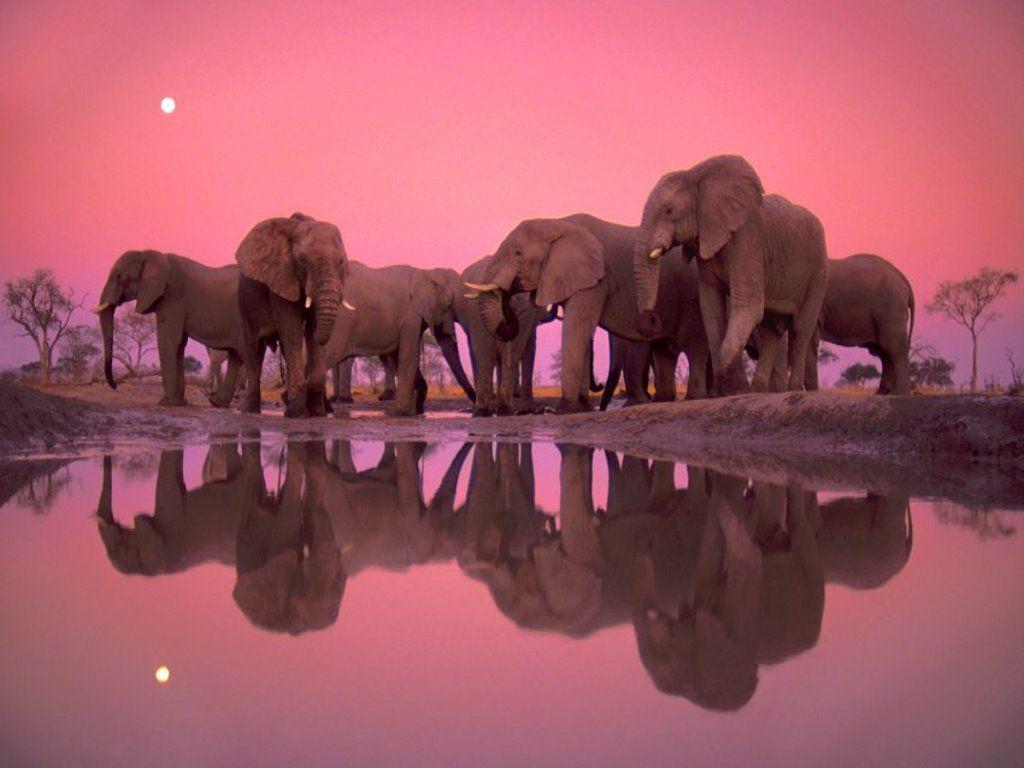 Elephant Sunset Wallpapers - Top Free Elephant Sunset Backgrounds ...