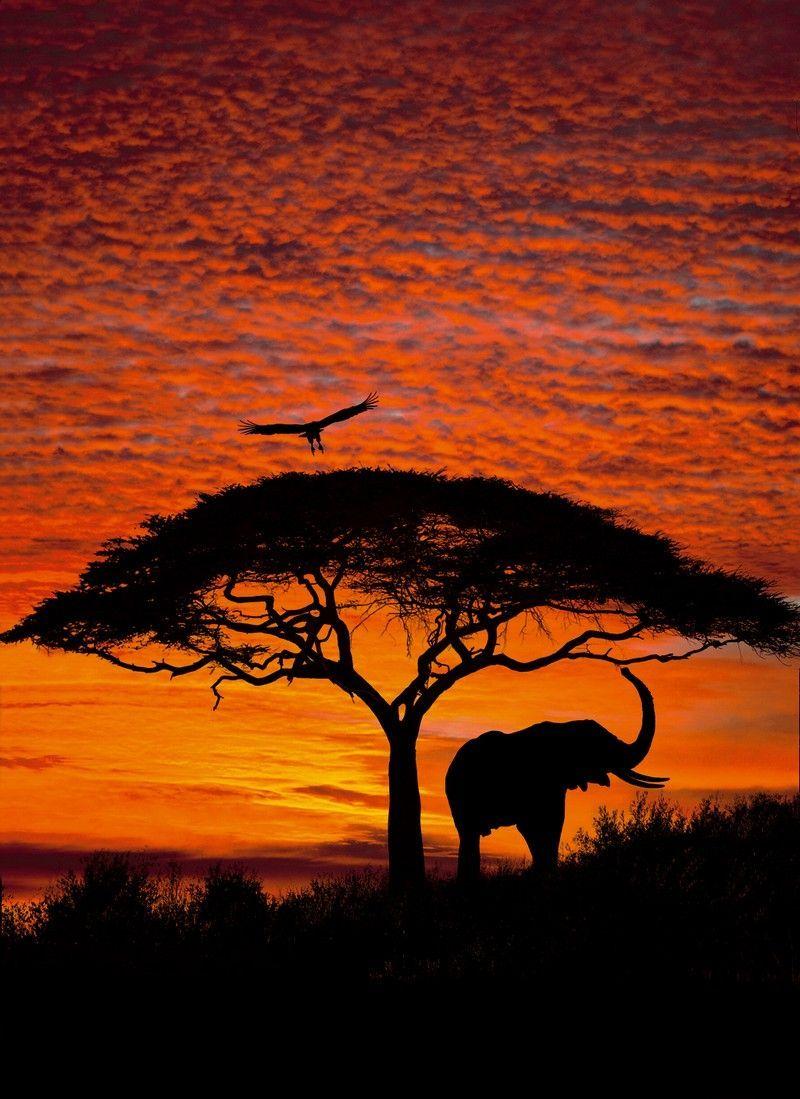 Elephant Sunset Wallpapers - Top Free Elephant Sunset Backgrounds ...