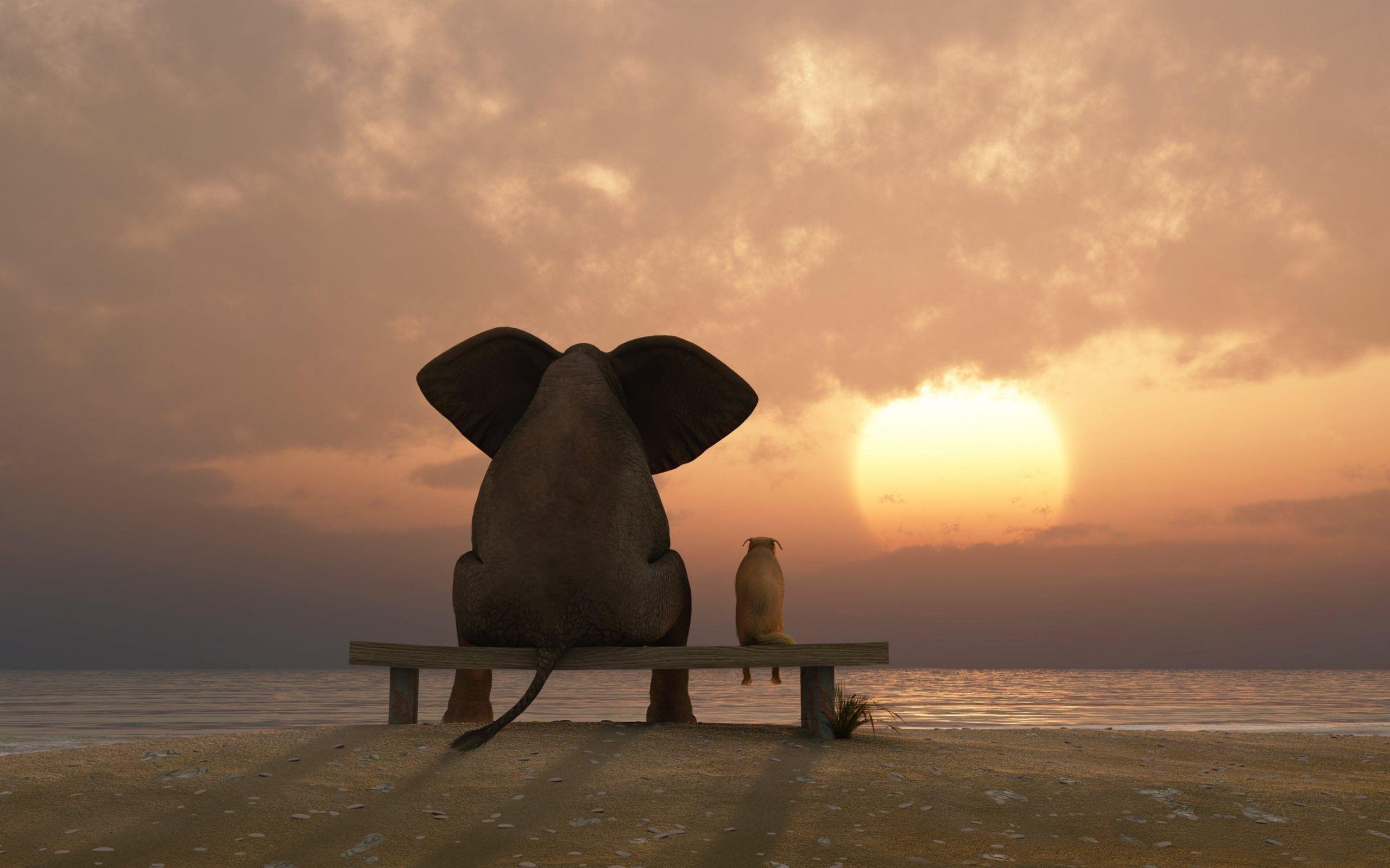 Elephant Sunset Wallpapers - Top Free Elephant Sunset Backgrounds ...