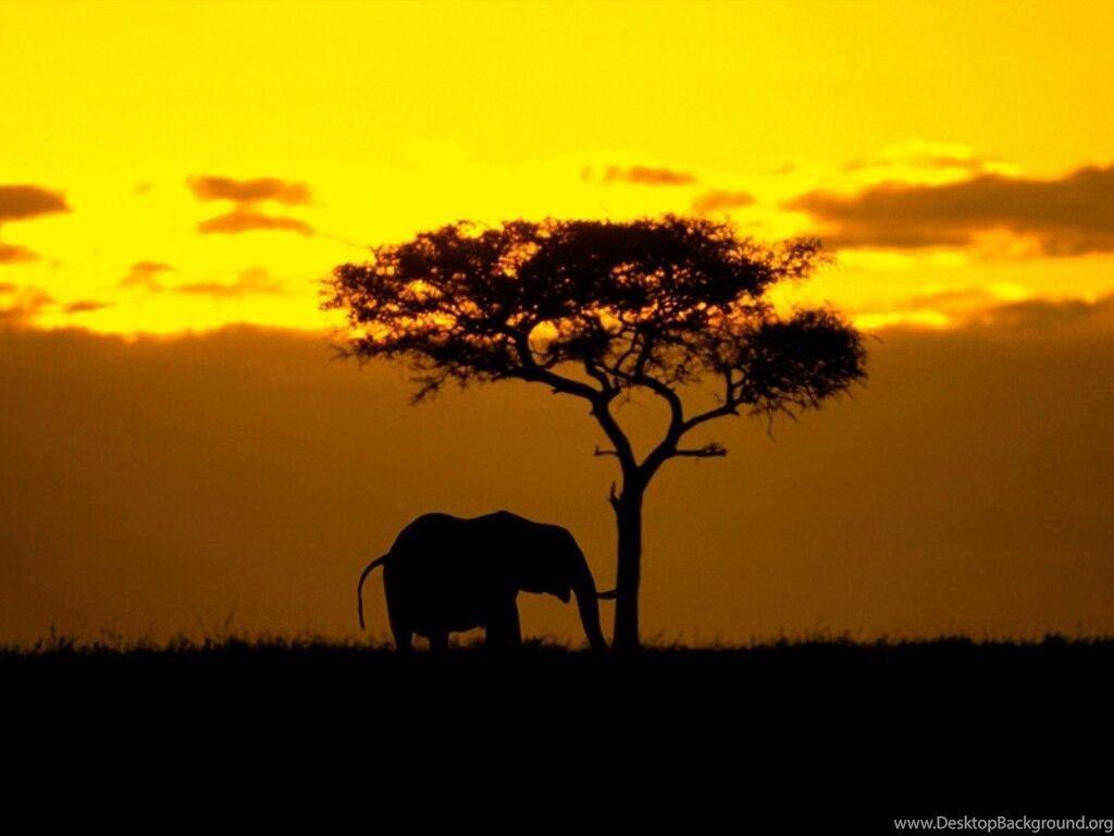 Elephant Sunset Wallpapers - Top Free Elephant Sunset Backgrounds ...