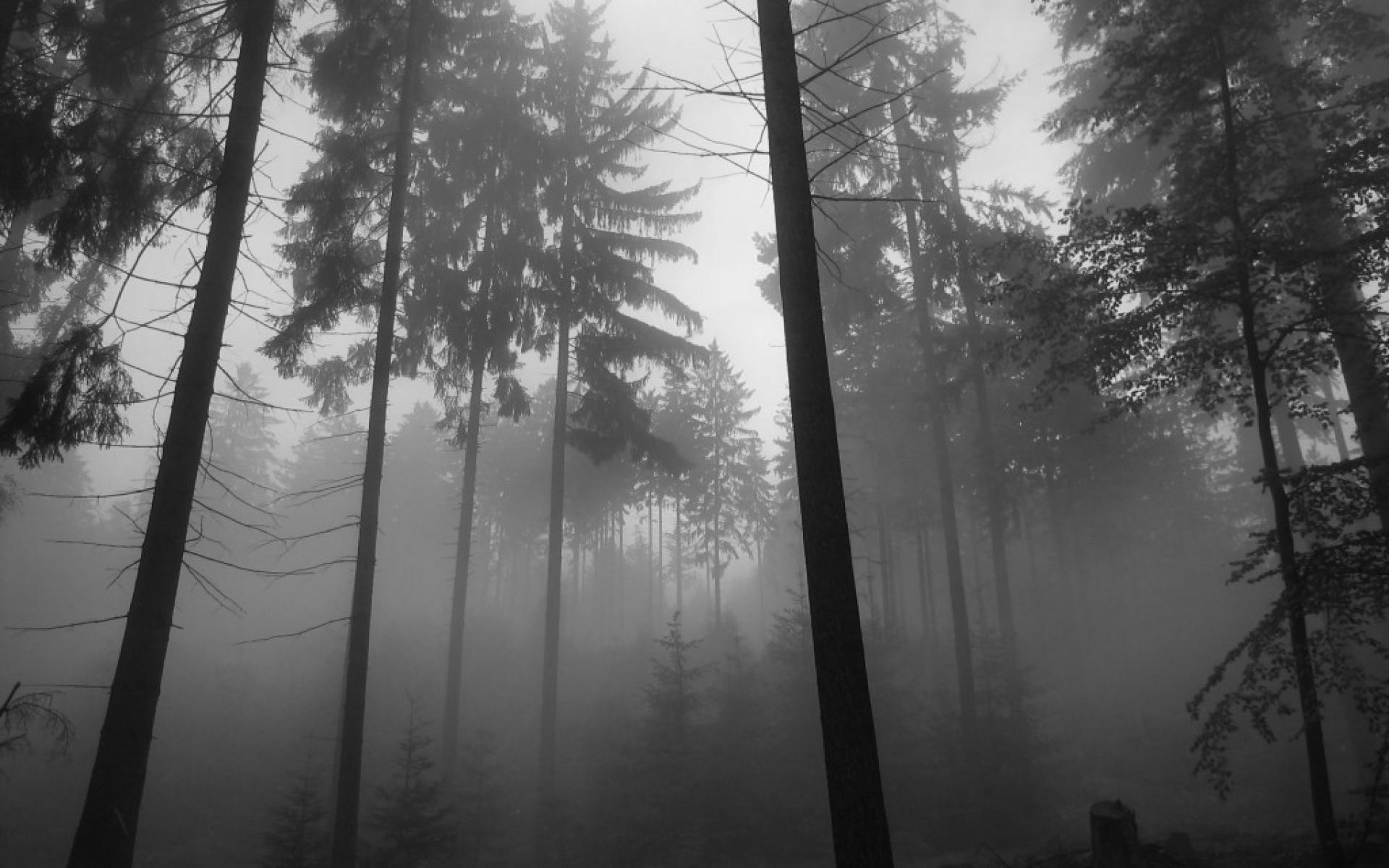 Fog Wallpapers - Top Free Fog Backgrounds - WallpaperAccess