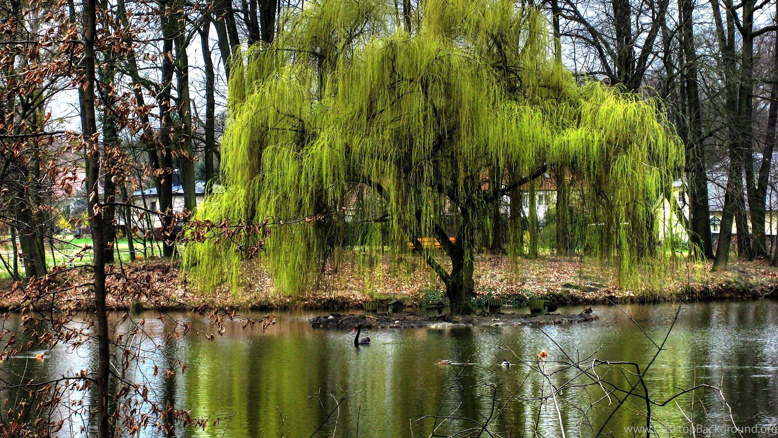Weeping Willow Wallpapers - Top Free Weeping Willow Backgrounds ...