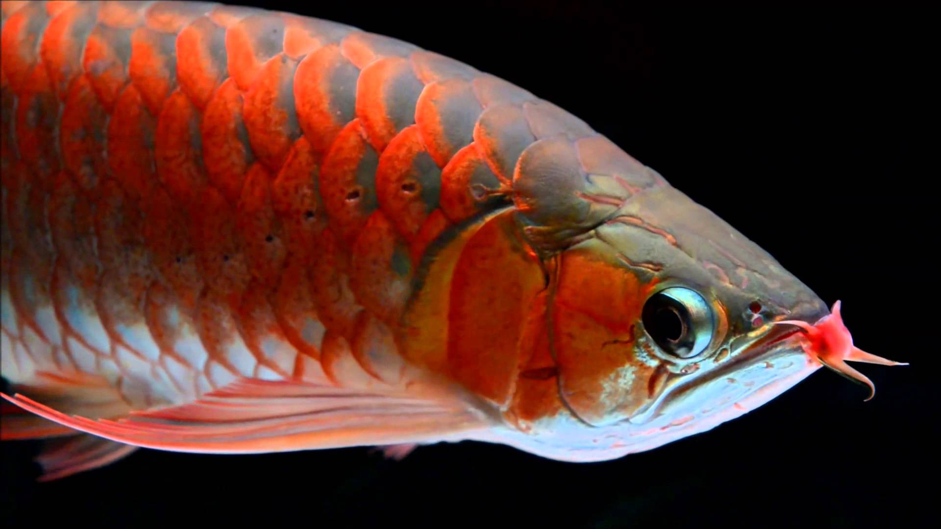 Arowana Fish Wallpapers - Top Free Arowana Fish Backgrounds ...