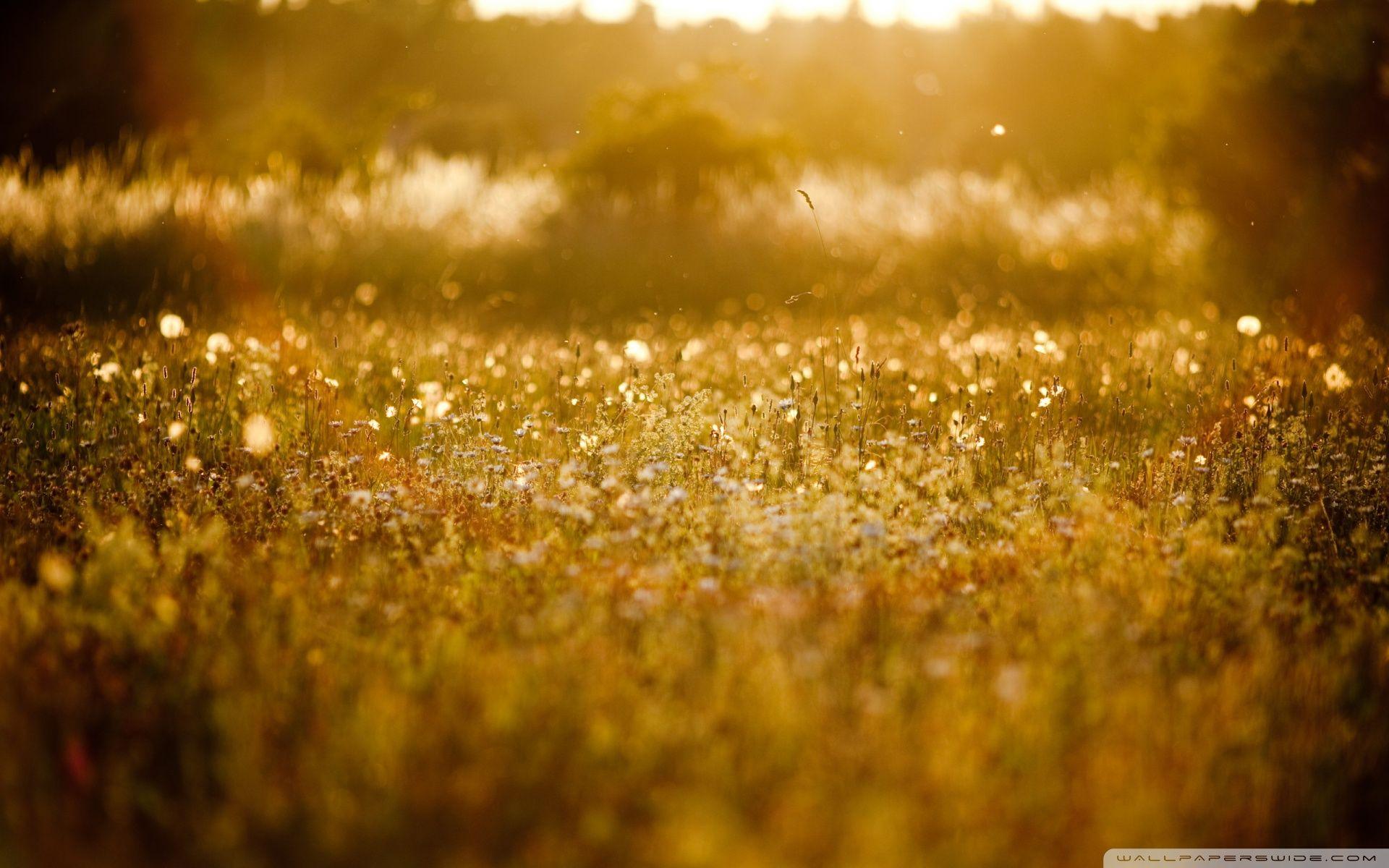 Out of Focus Wallpapers - Top Free Out of Focus Backgrounds ...