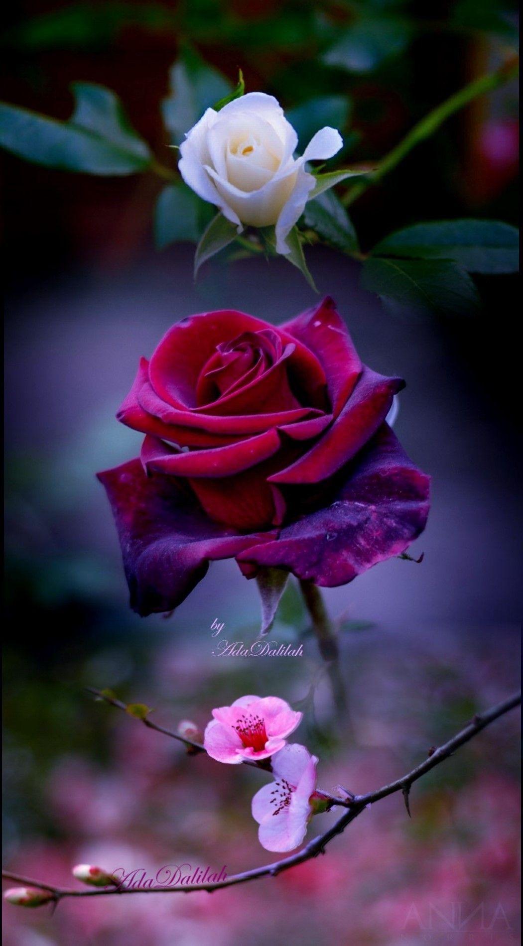 Amazing Flowers Wallpapers - Top Free Amazing Flowers Backgrounds ...