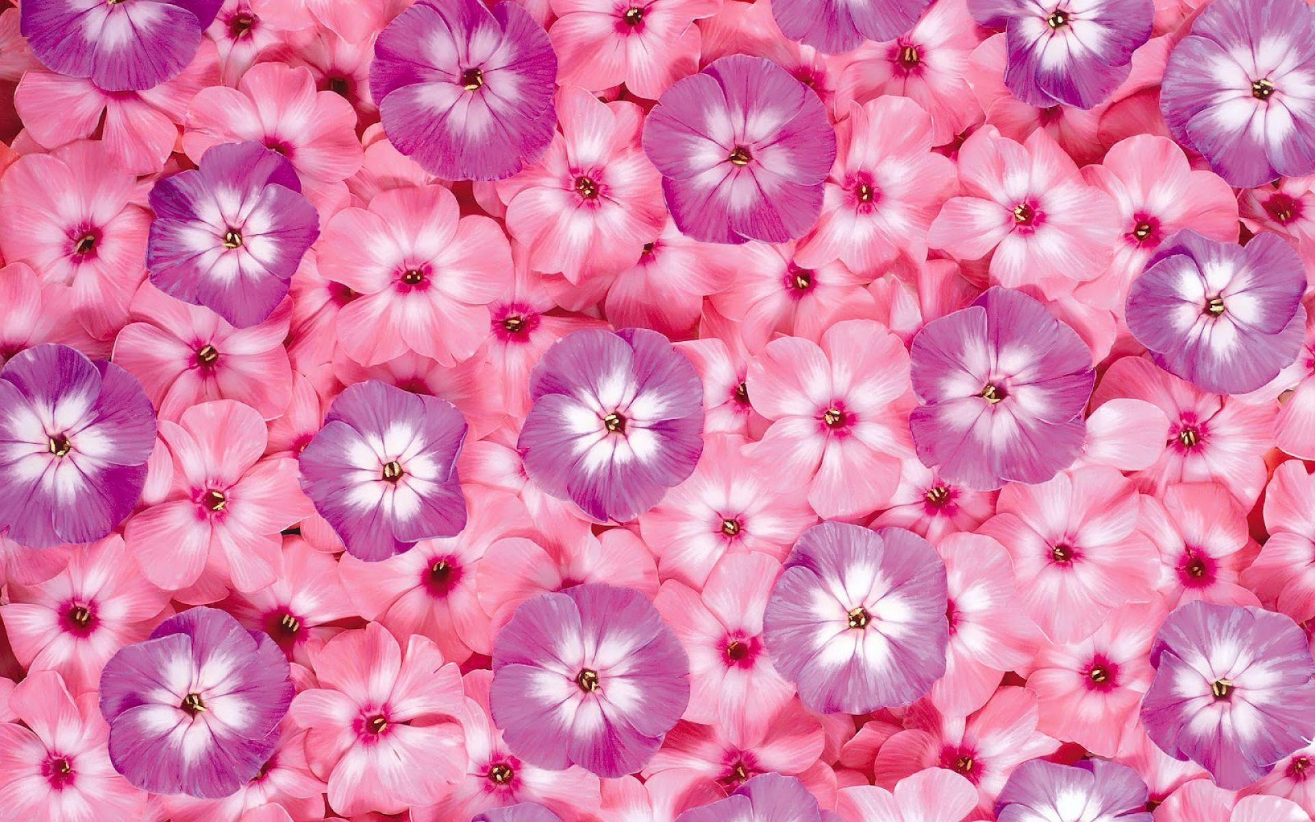 Amazing Flower Wallpapers - Top Free Amazing Flower Backgrounds ...
