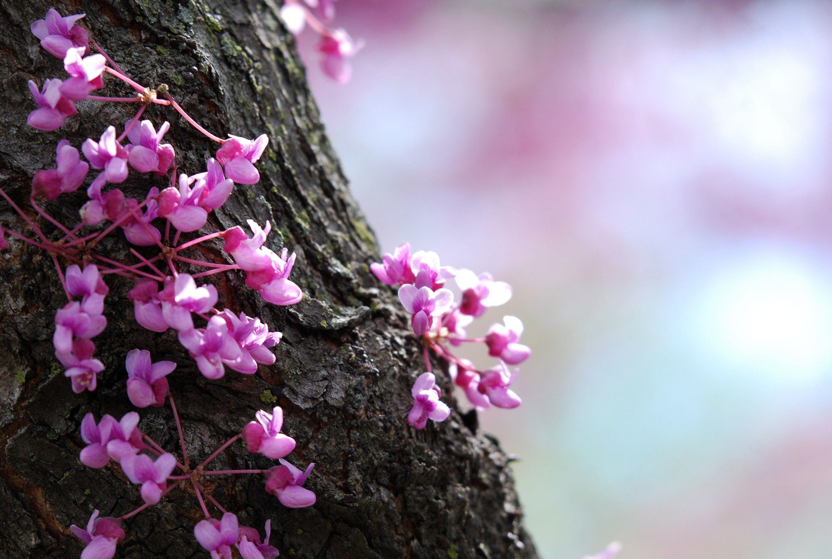 Amazing Flower Wallpapers - Top Free Amazing Flower Backgrounds ...