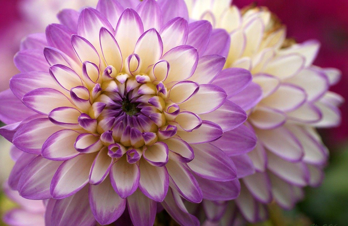 Amazing Flower Wallpapers - Top Free Amazing Flower Backgrounds ...