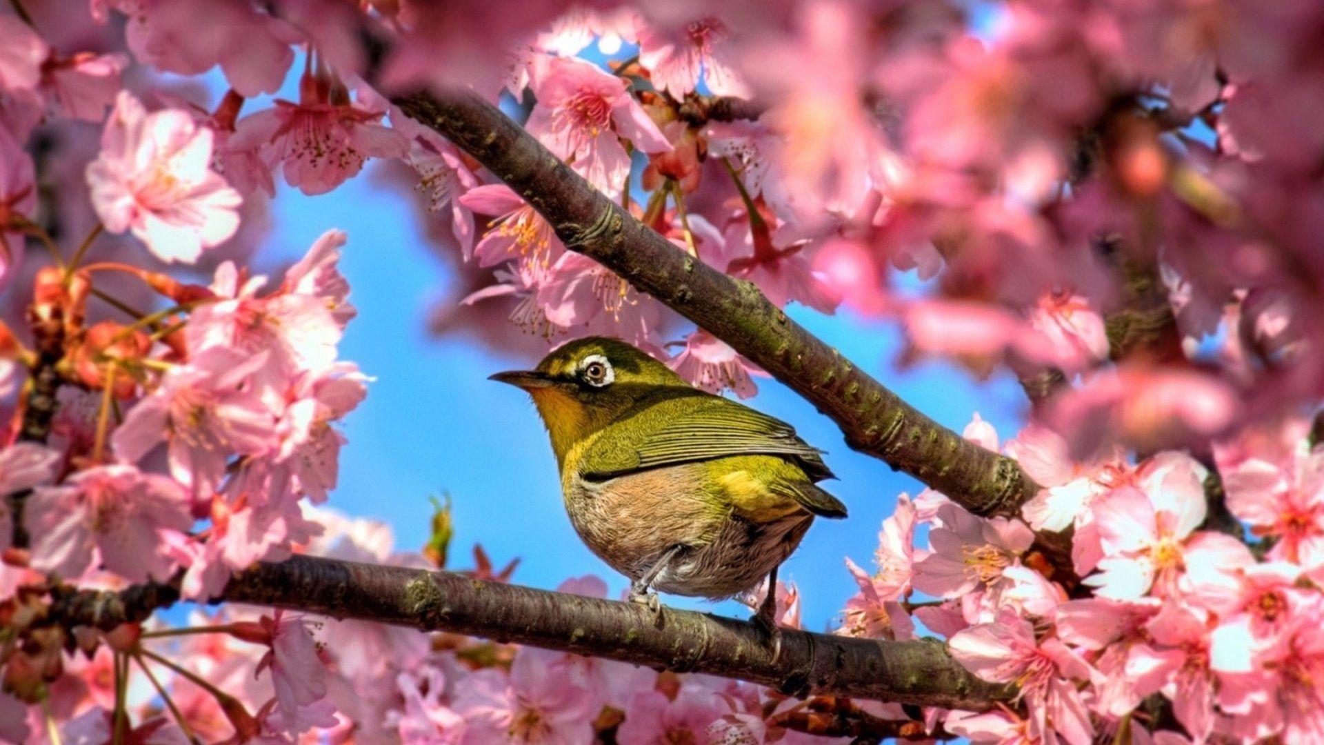 Asian Bird Art Wallpapers - Top Free Asian Bird Art Backgrounds ...