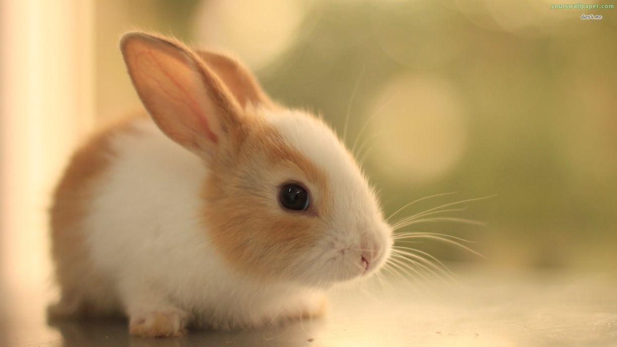 Baby Bunnies Wallpapers - Top Free Baby Bunnies Backgrounds ...