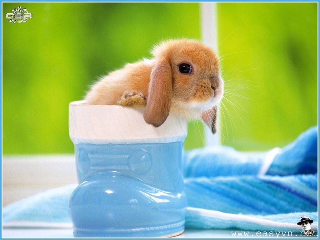 Baby Bunnies Wallpapers - Top Free Baby Bunnies Backgrounds ...