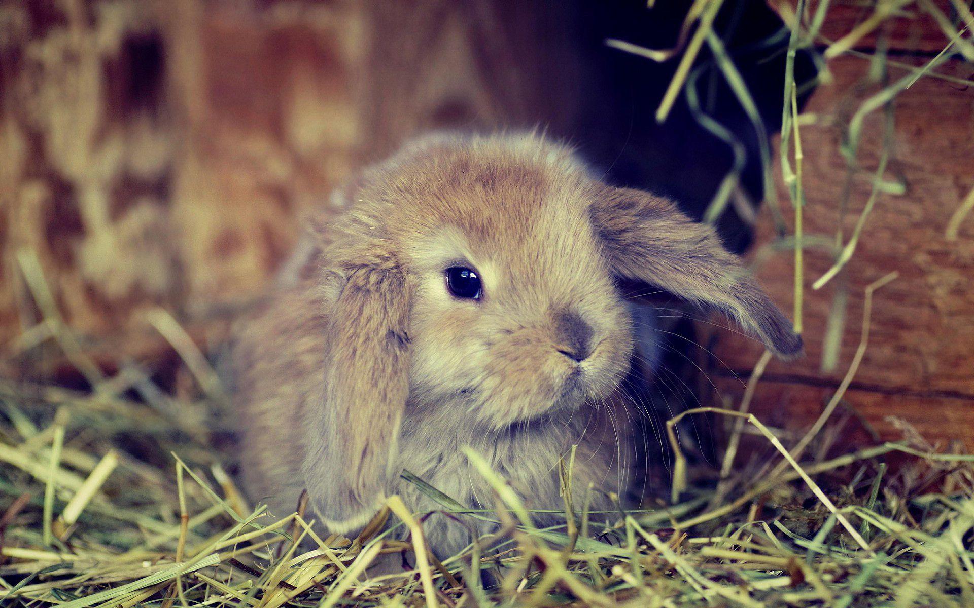 Baby Bunnies Wallpapers - Top Free Baby Bunnies Backgrounds ...