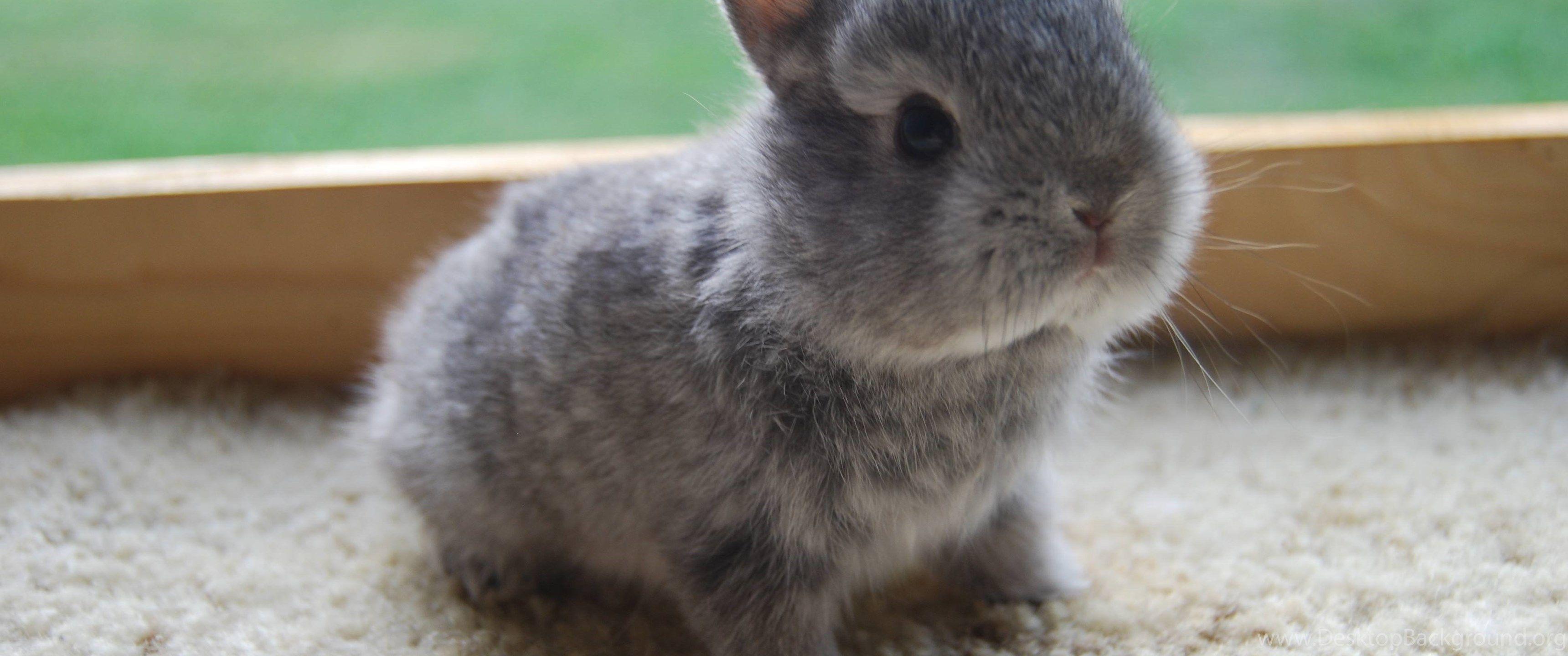 Baby Bunnies Wallpapers - Top Free Baby Bunnies Backgrounds ...