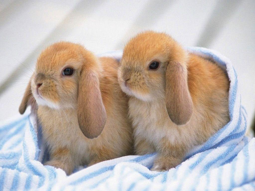 Baby Bunnies Wallpapers - Top Free Baby Bunnies Backgrounds ...