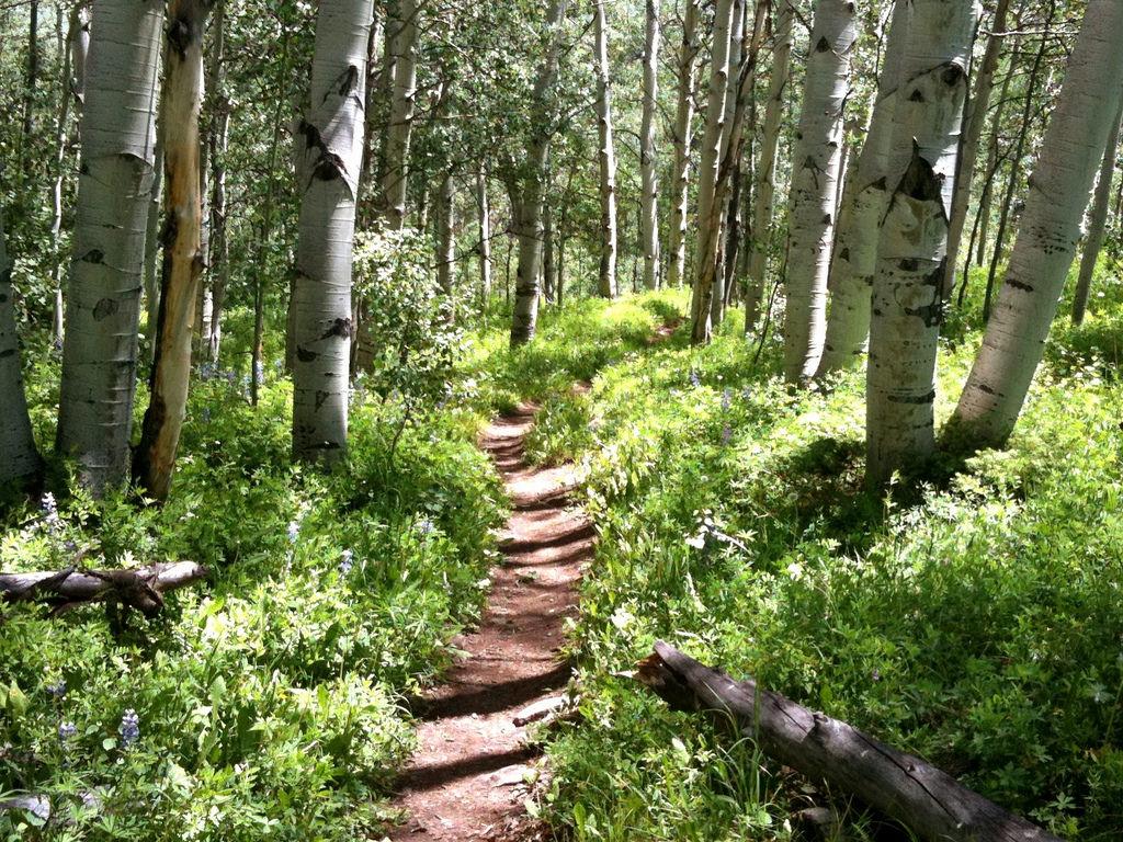 Mountain Bike Trail Wallpapers - Top Free Mountain Bike Trail ...