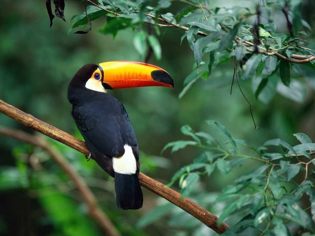 Toco Toucan Wallpapers - Top Free Toco Toucan Backgrounds - WallpaperAccess