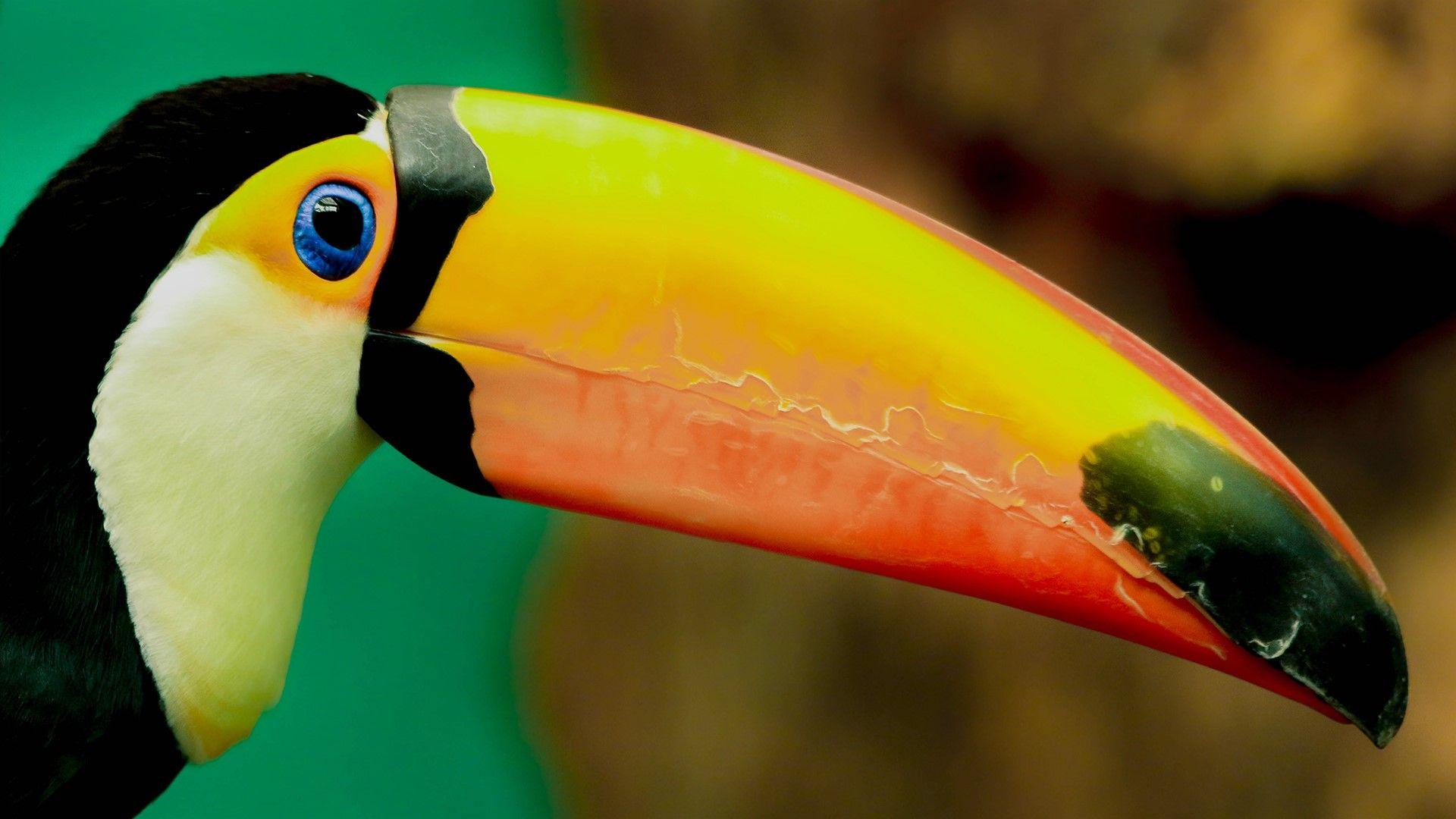 Toco Toucan Wallpapers - Top Free Toco Toucan Backgrounds - WallpaperAccess