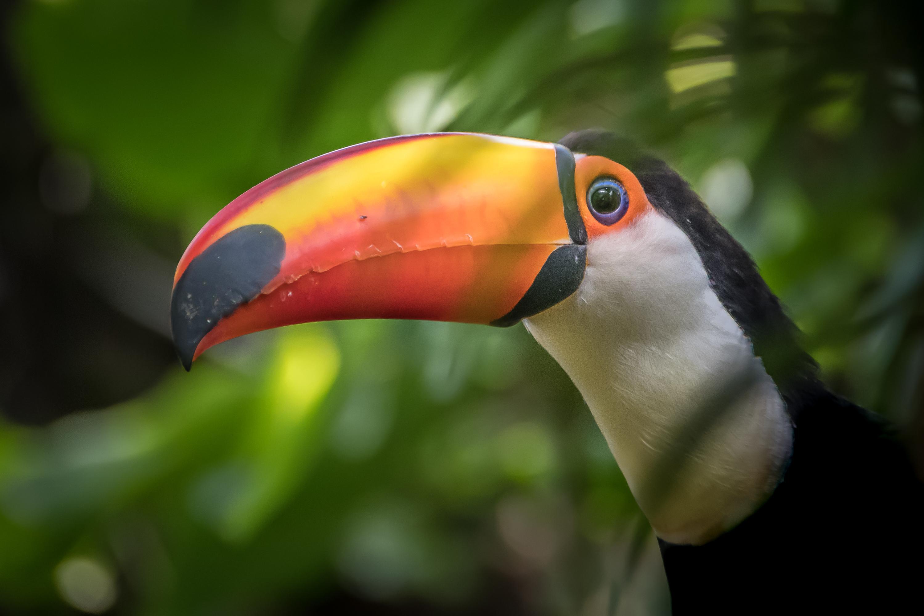 Toco Toucan Wallpapers - Top Free Toco Toucan Backgrounds - WallpaperAccess