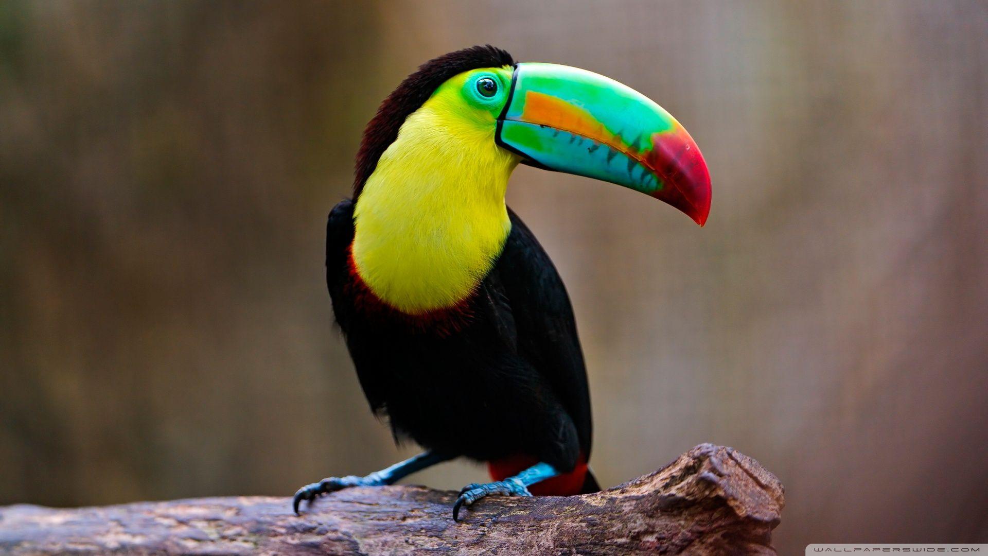 Toco Toucan Wallpapers - Top Free Toco Toucan Backgrounds - WallpaperAccess