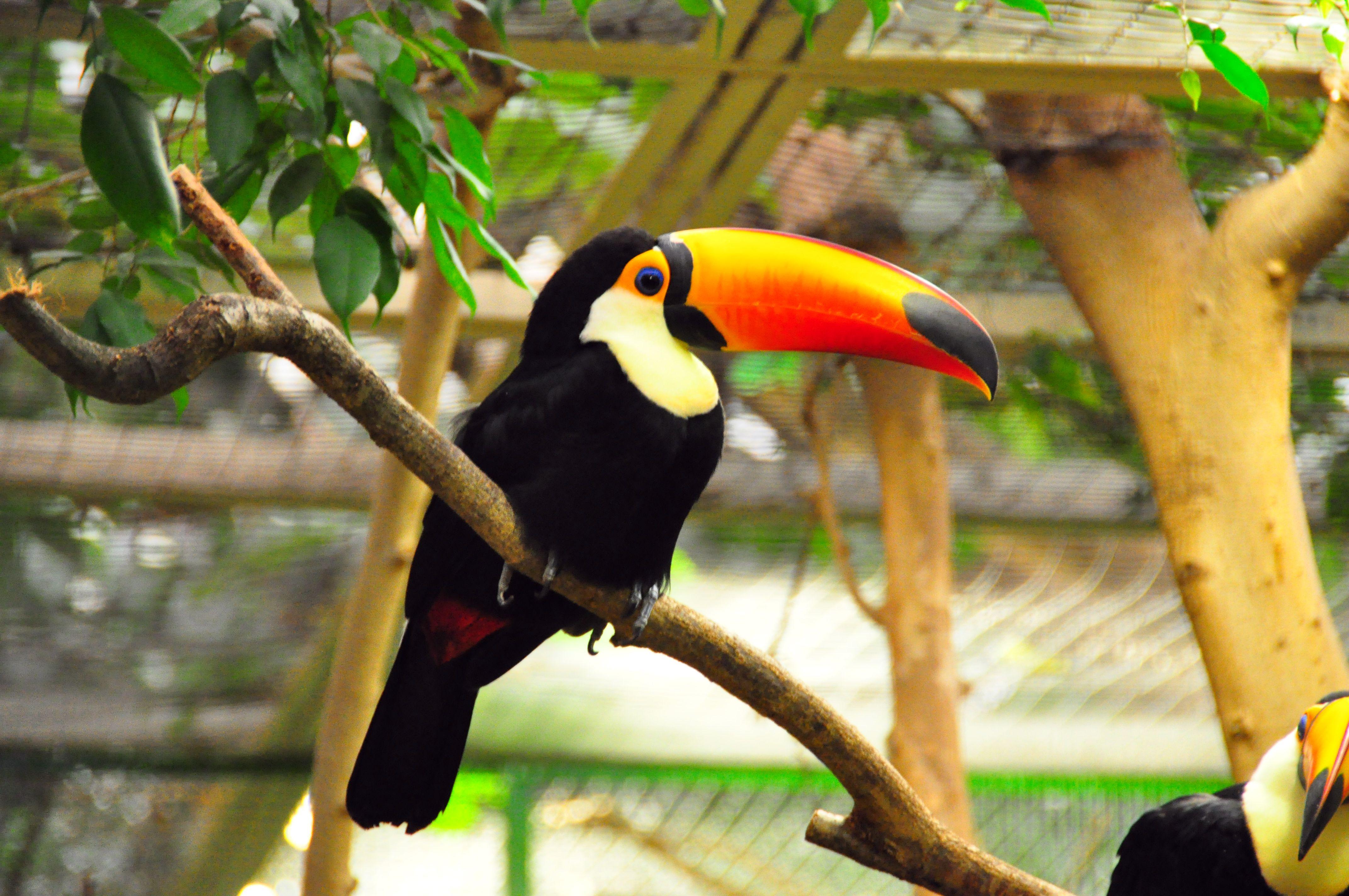 Toco Toucan Wallpapers - Top Free Toco Toucan Backgrounds - WallpaperAccess