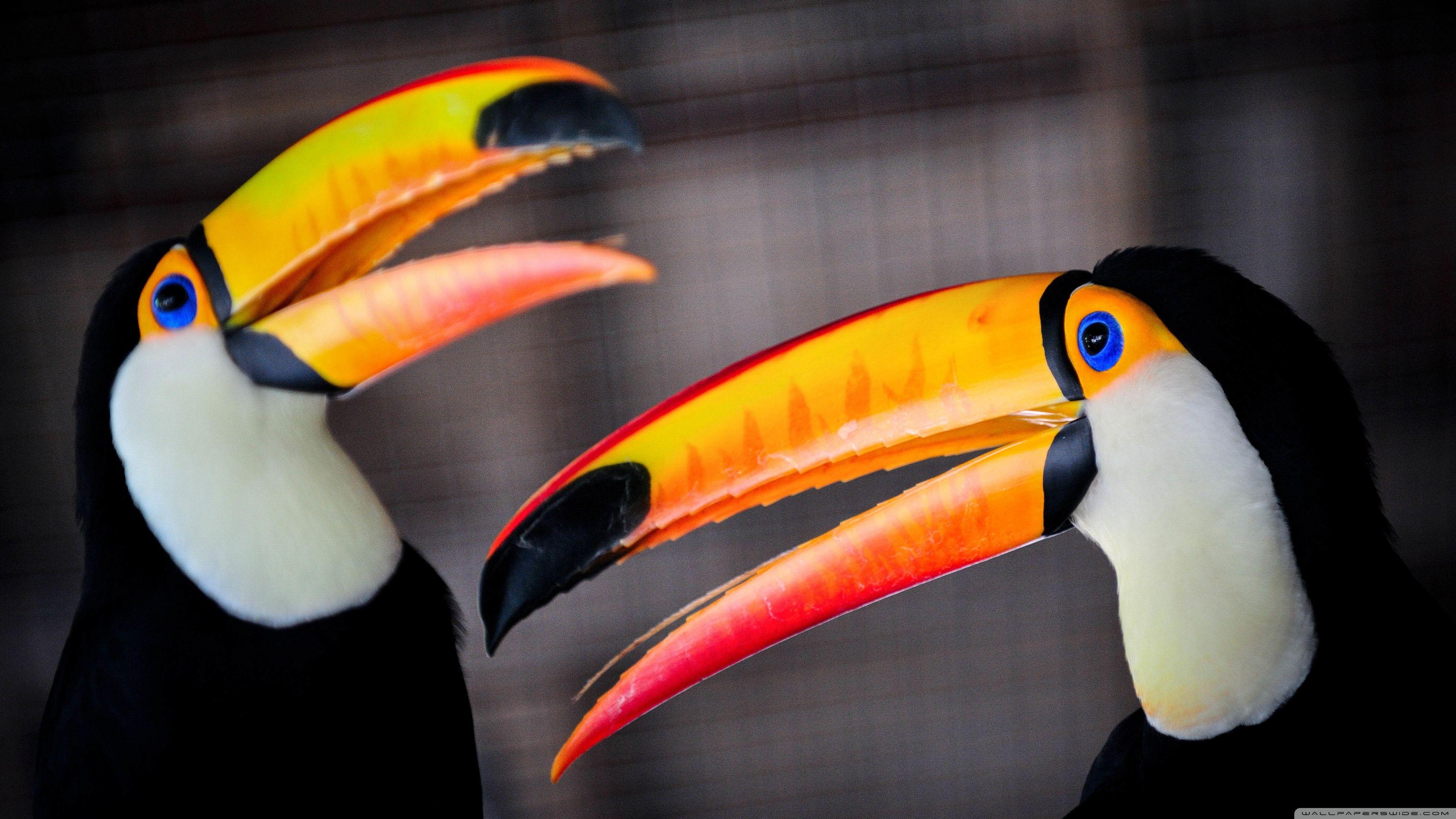 Toco Toucan Wallpapers - Top Free Toco Toucan Backgrounds - WallpaperAccess