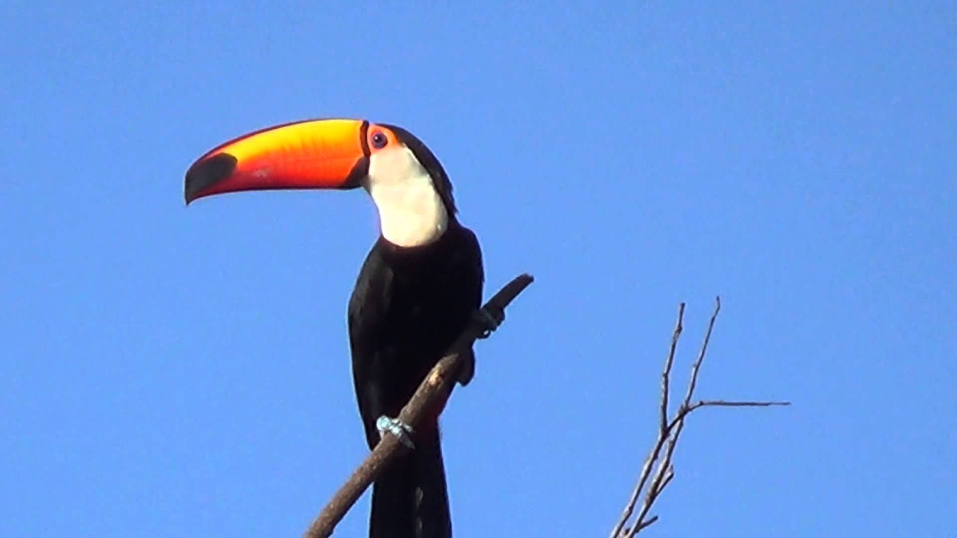 Toco Toucan Wallpapers - Top Free Toco Toucan Backgrounds - WallpaperAccess