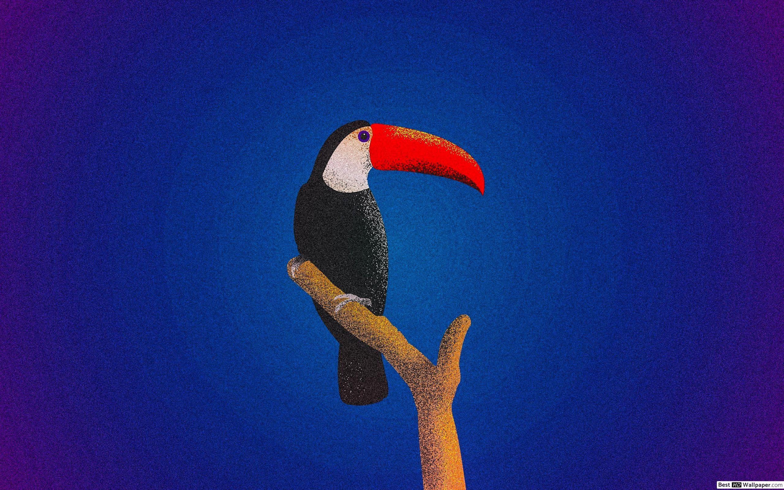 Toco Toucan Wallpapers - Top Free Toco Toucan Backgrounds - WallpaperAccess