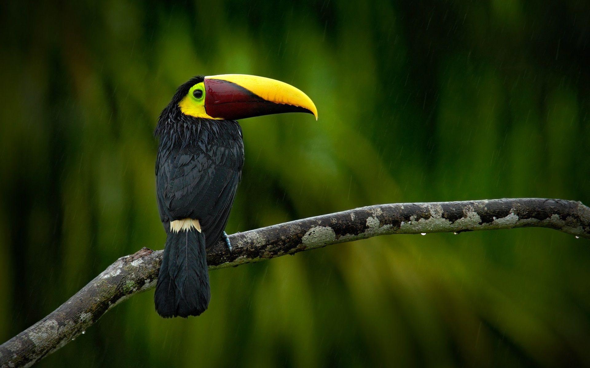 Toco Toucan Wallpapers - Top Free Toco Toucan Backgrounds - WallpaperAccess