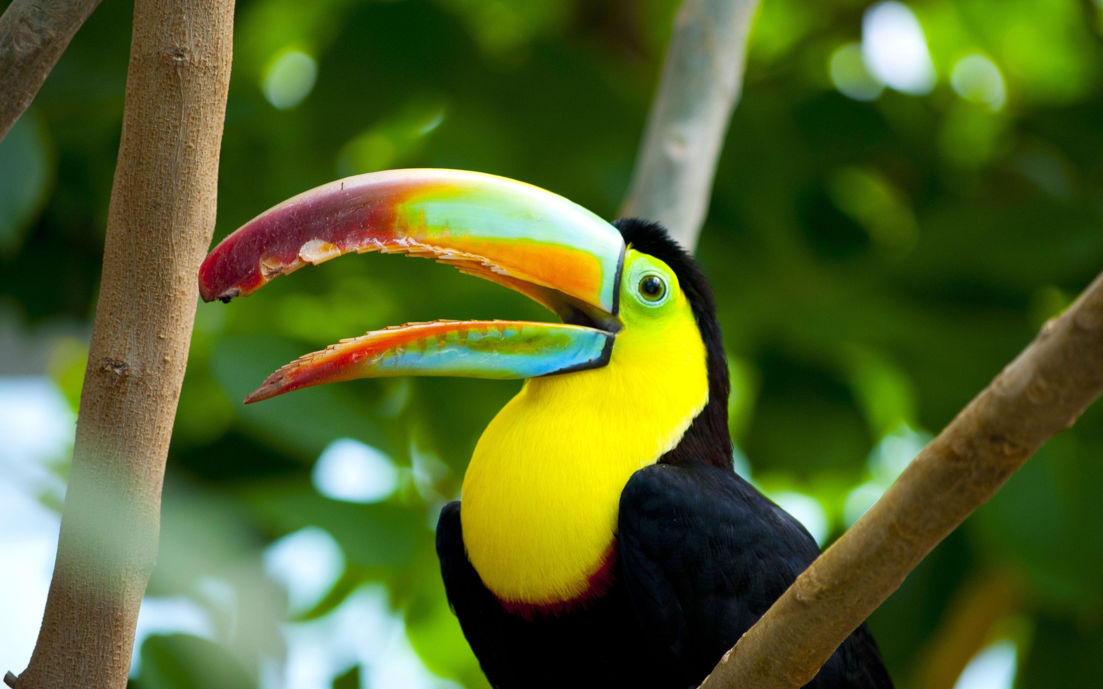 Toco Toucan Wallpapers - Top Free Toco Toucan Backgrounds - WallpaperAccess